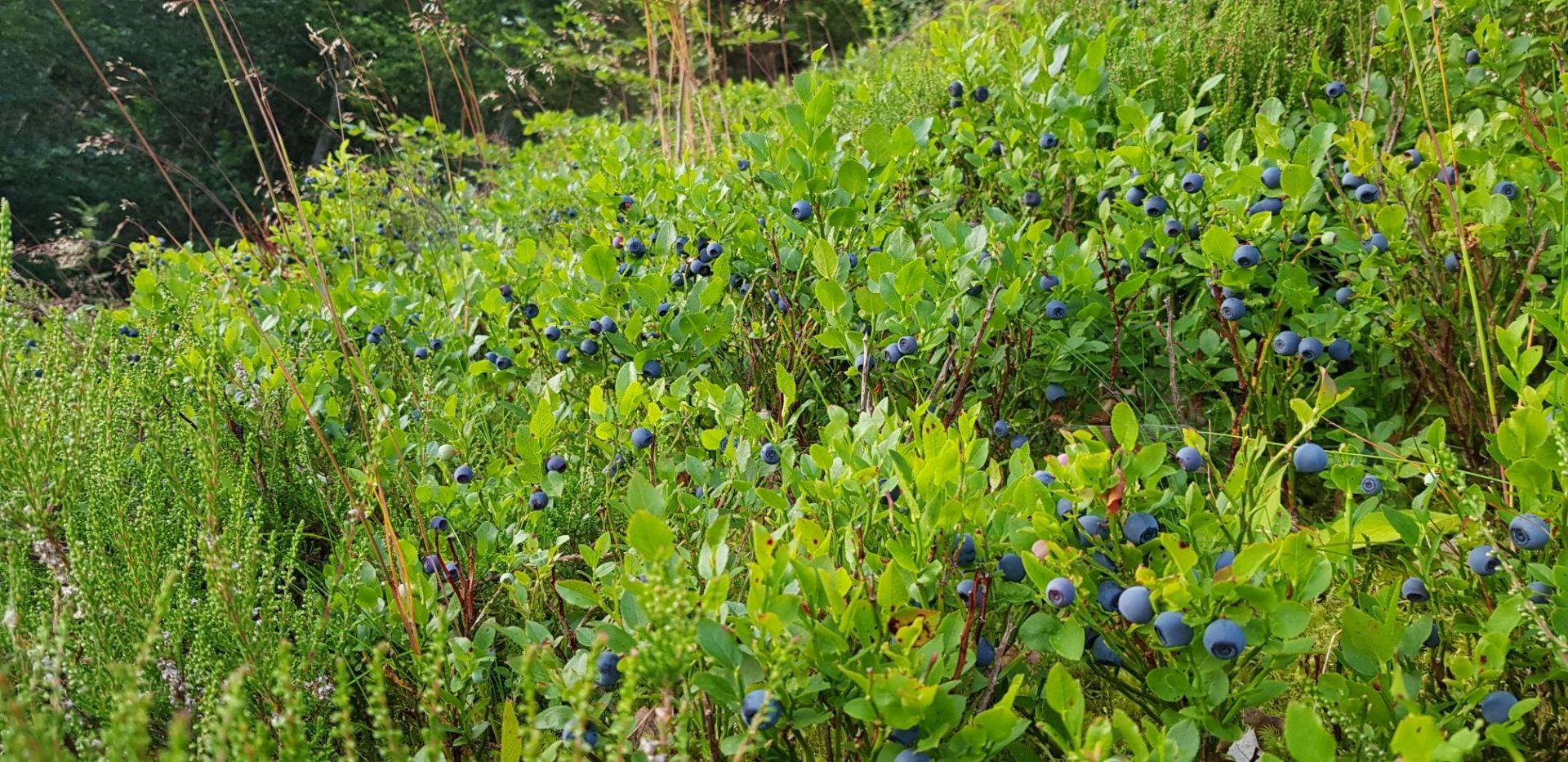 Association La Myrtille Sauvage d'Ardèche - Myrtille Ardèche