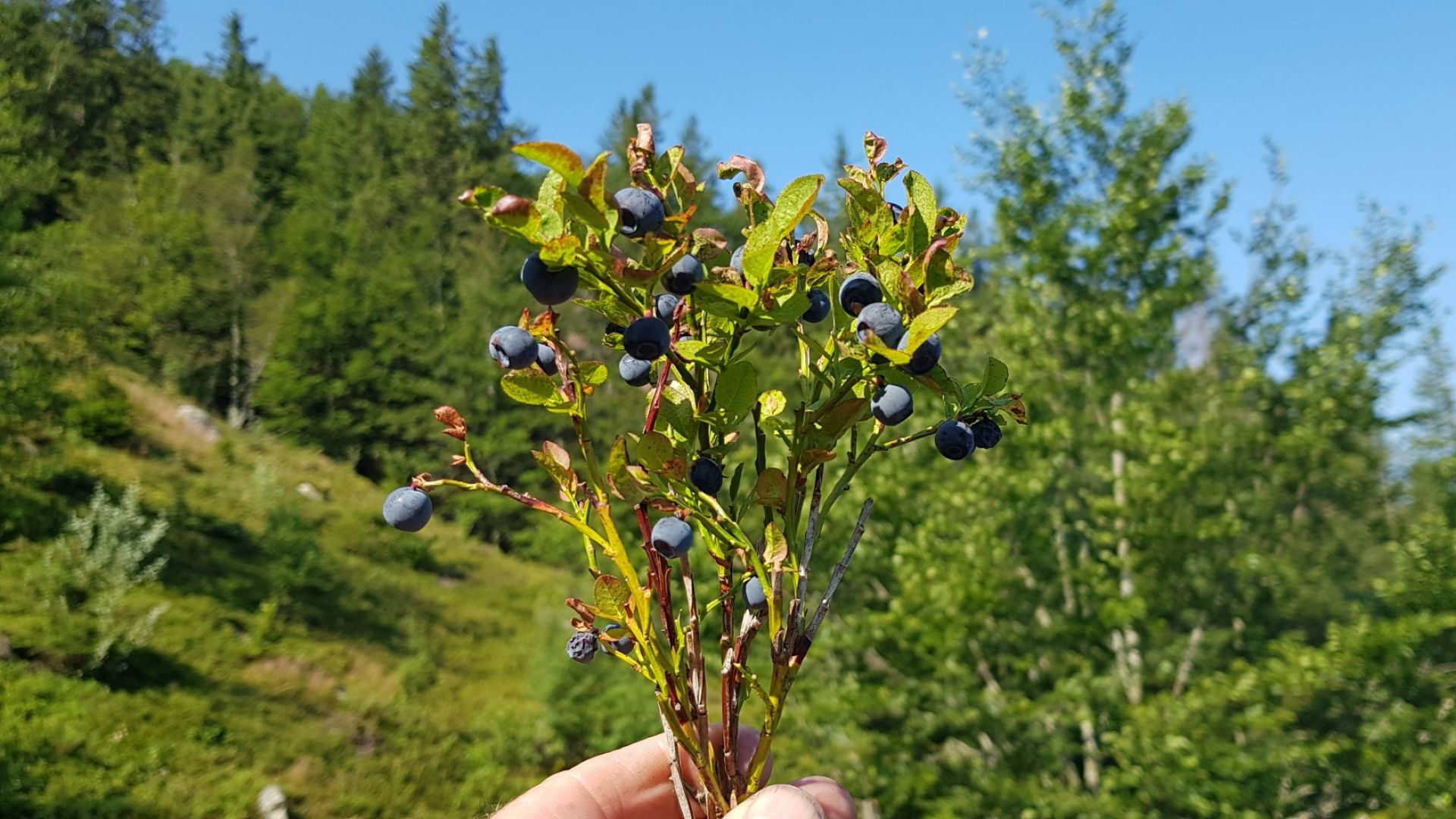Association La Myrtille Sauvage d'Ardèche - Myrtille Ardèche